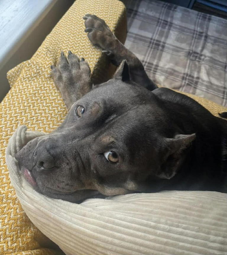 From Frenchies to Staffys, these 11 adorable dogs are waiting to be adopted
