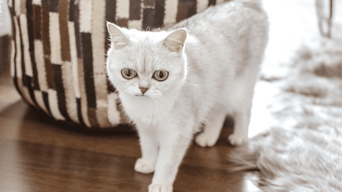 7 thoughts your cat has when you get home after a long day
