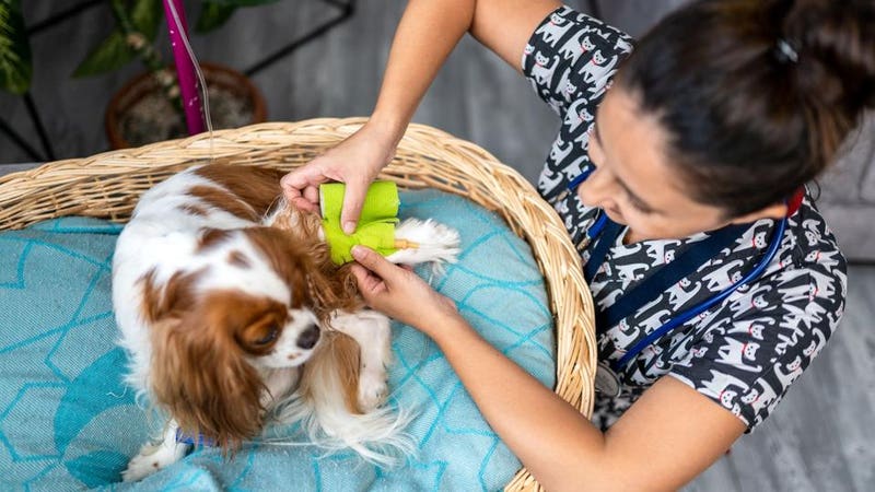 Are there pet-safe essential oils for dogs and cats?