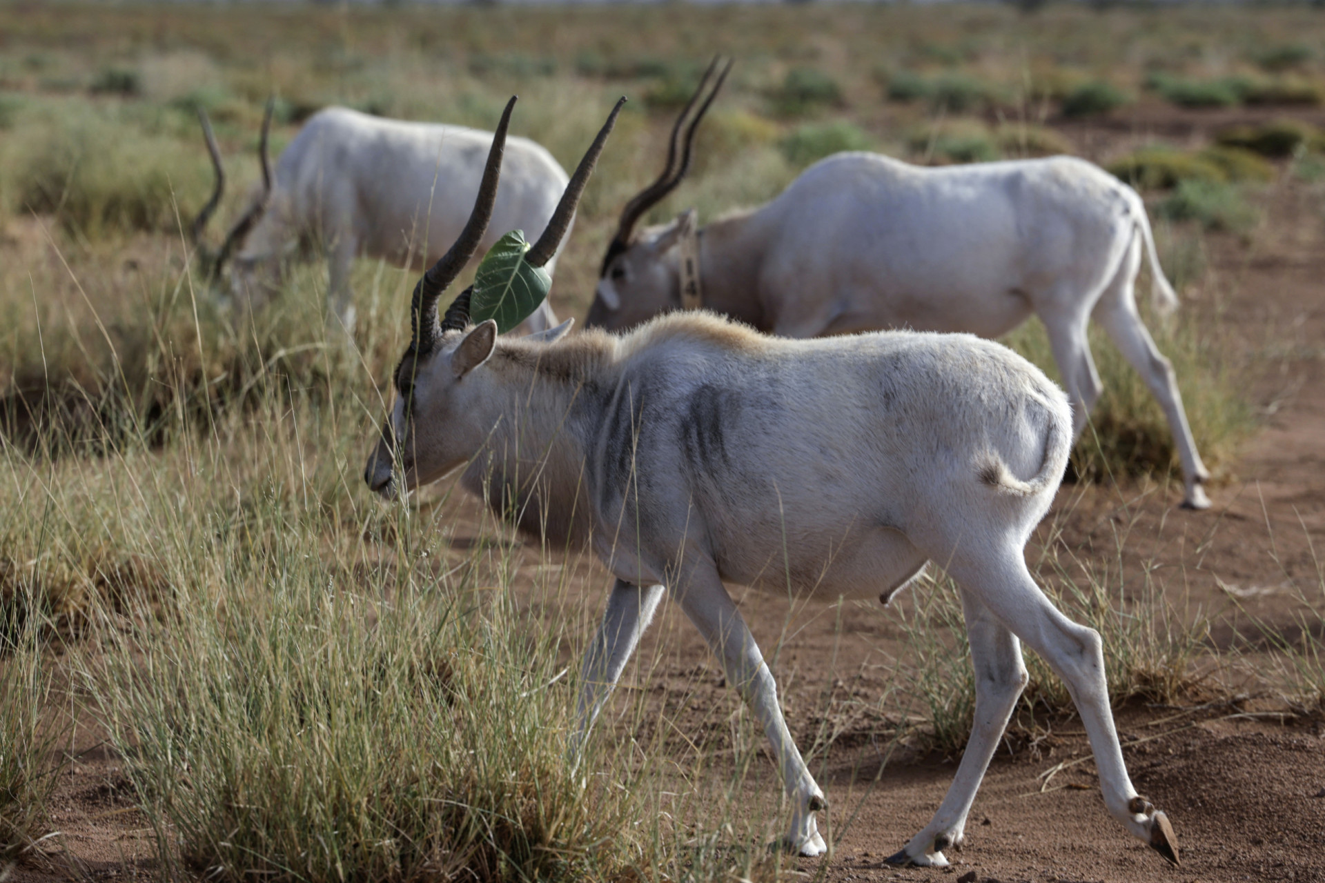 Exotic animals that thrive in the Sahara