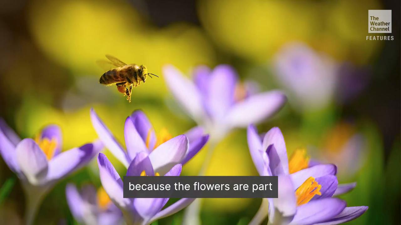 Pollen explained: The living organism behind your allergies