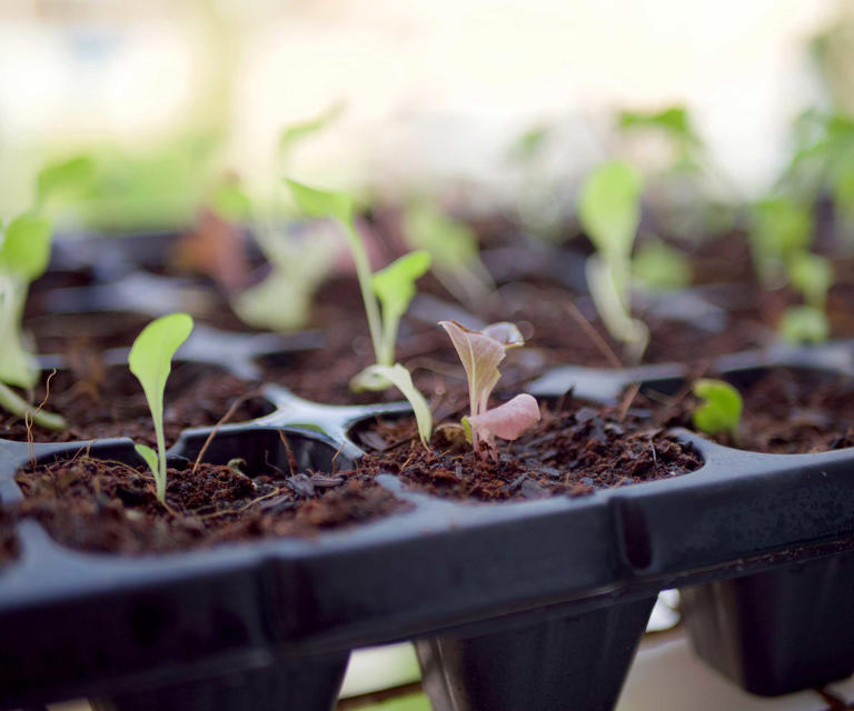 What to do if you sow too many seeds in one area, according to ...