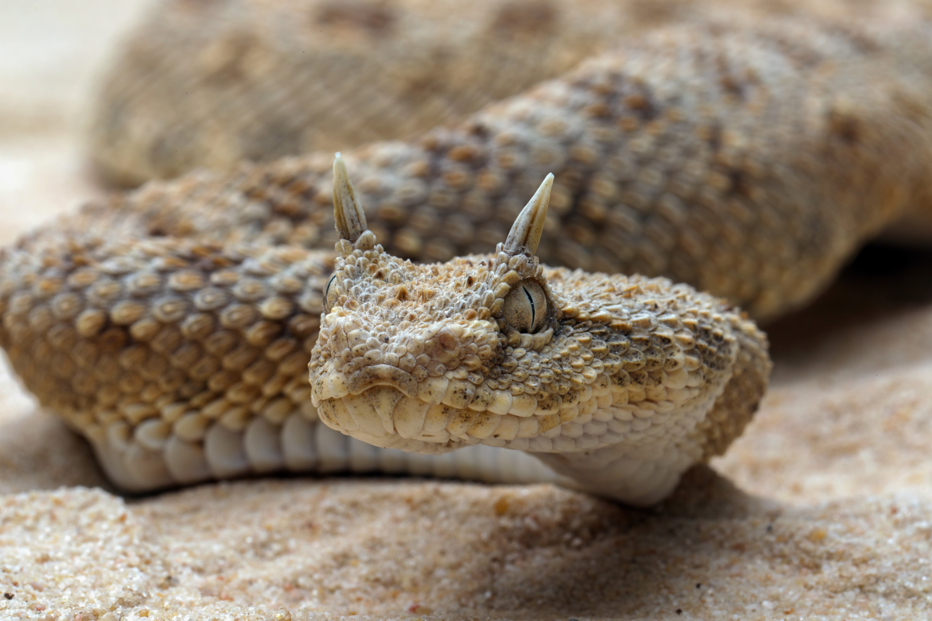 Exotic animals that thrive in the Sahara