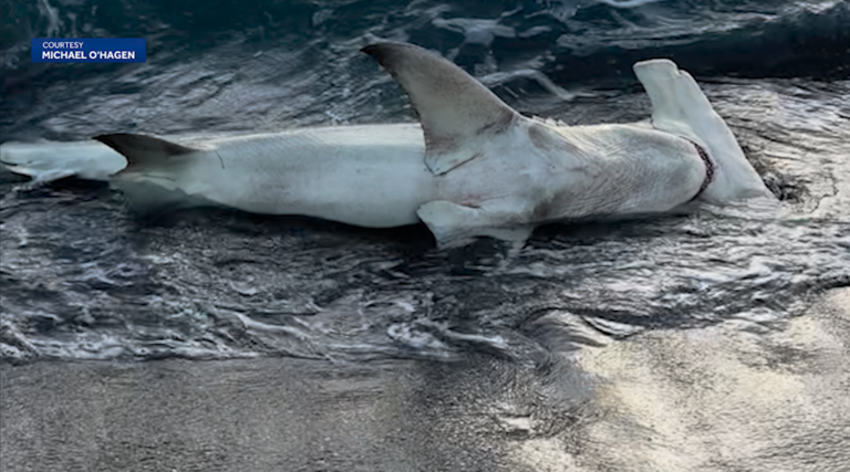 Killed for fins and photos? Critically endangered hammerhead sharks ...