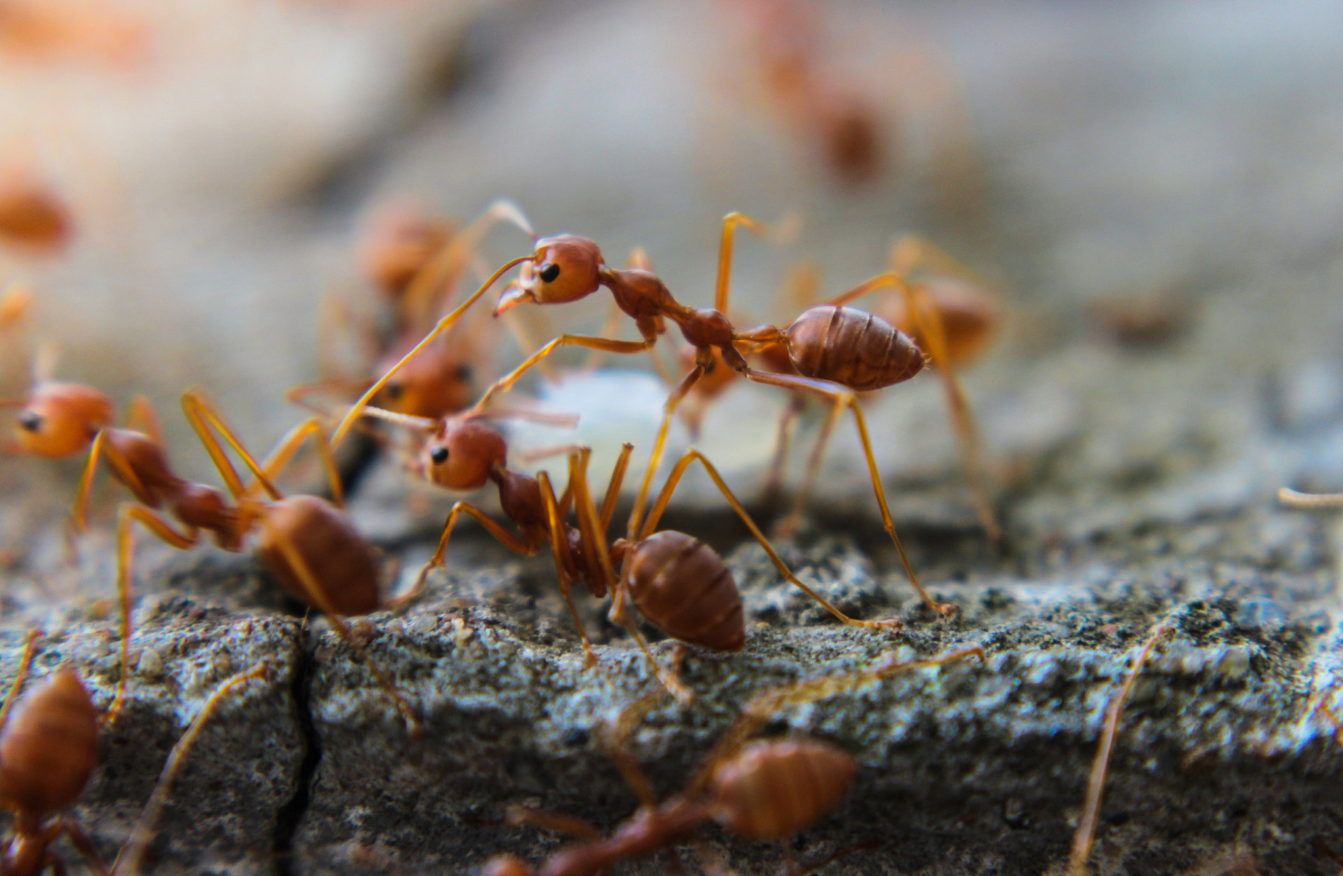 The most destructive invasive species