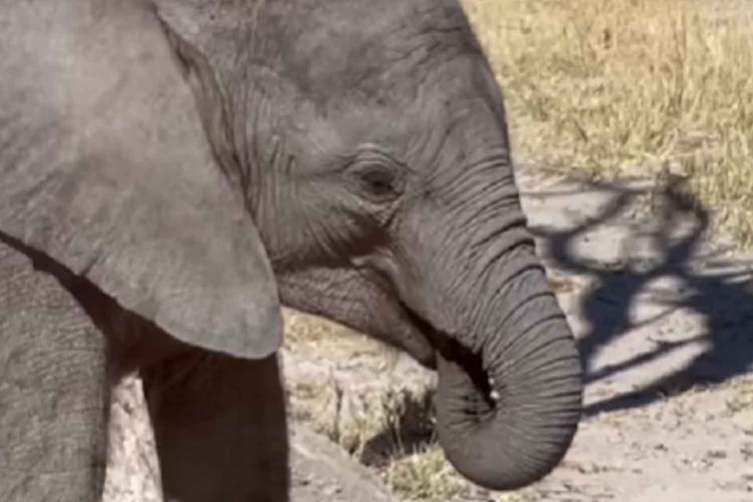 I cuccioli di elefante succhiano la proboscide per calmarsi, proprio ...