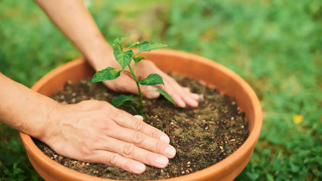 How to grow plums in containers on a balcony