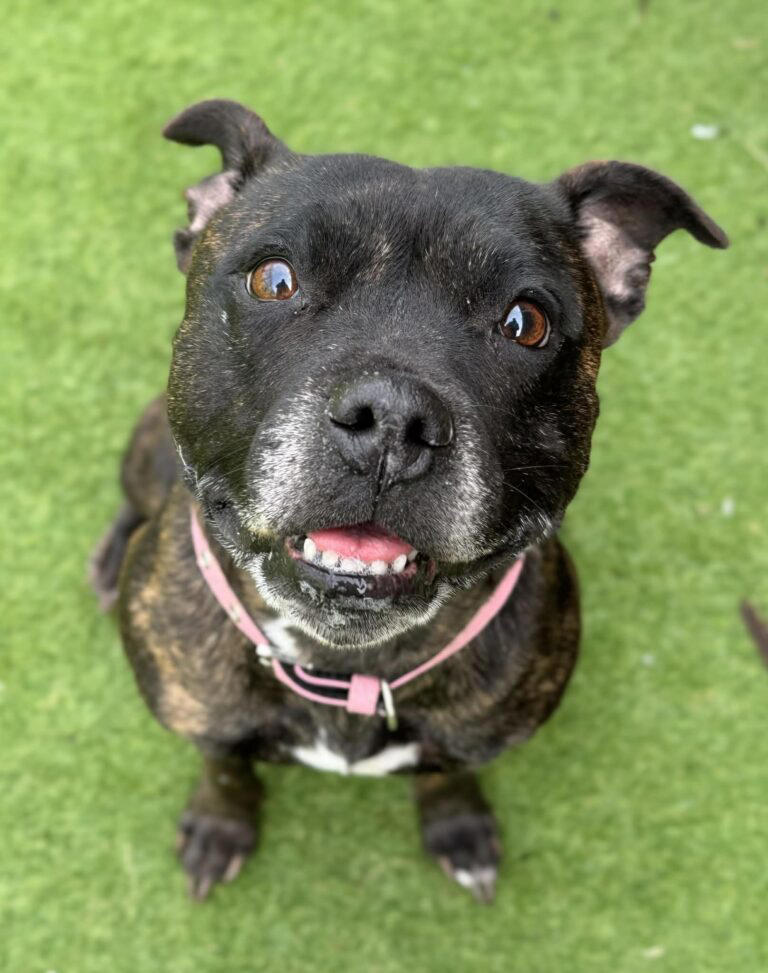 12 fabulous rescue dogs waiting for a new home in South Yorkshire ...