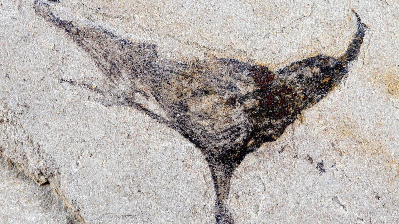 New fossil discoveries reveal early evolution of complex animals
