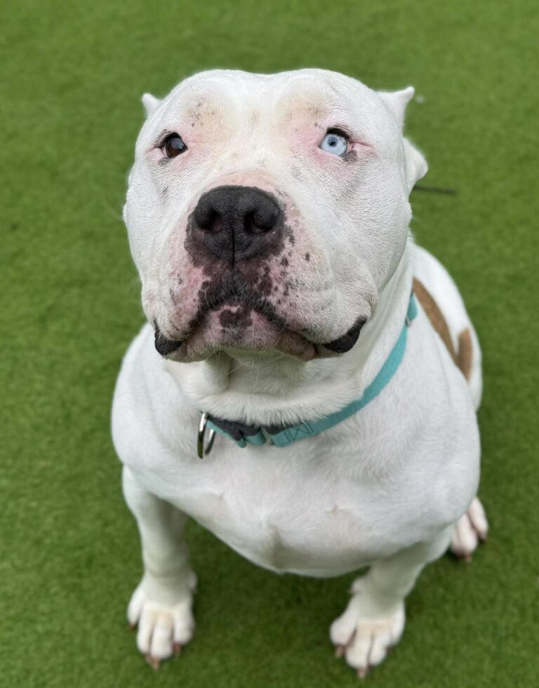 From Frenchies to Staffys, these 11 adorable dogs are waiting to be adopted