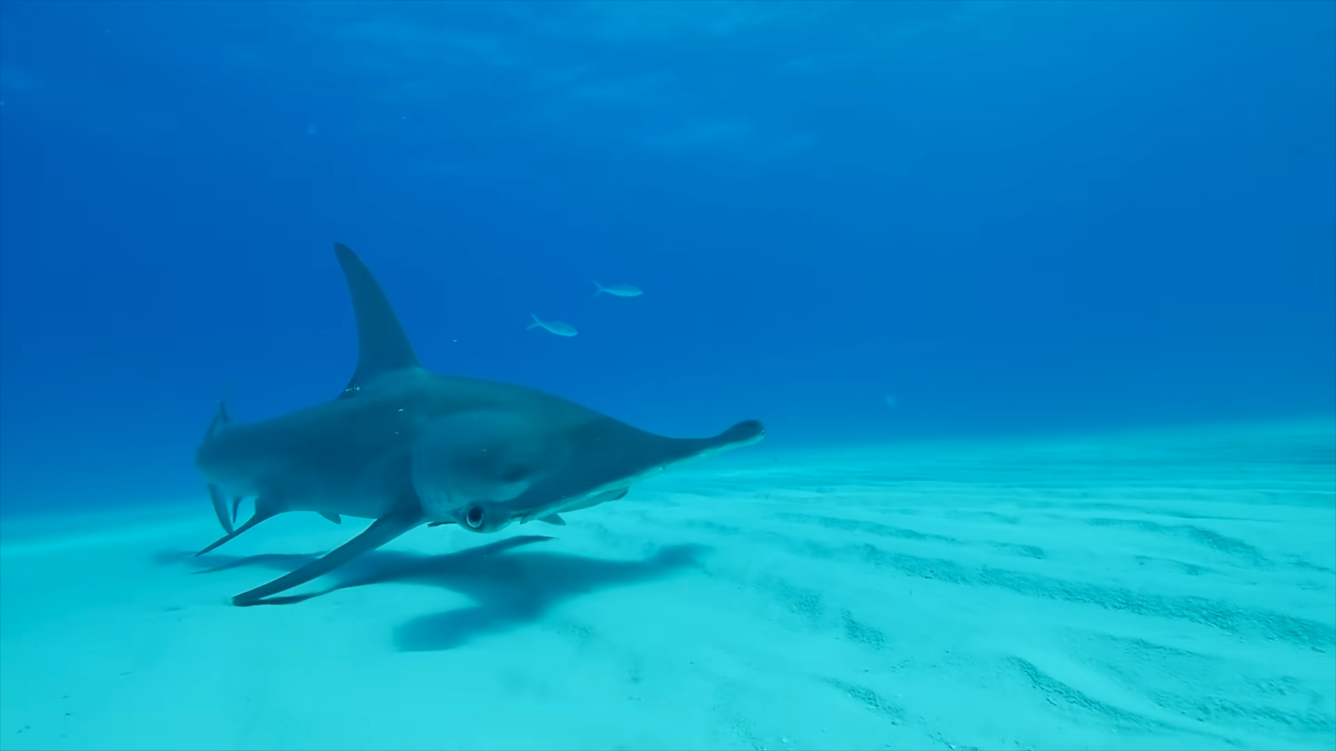 The ocean knew something was coming - sharks moved first