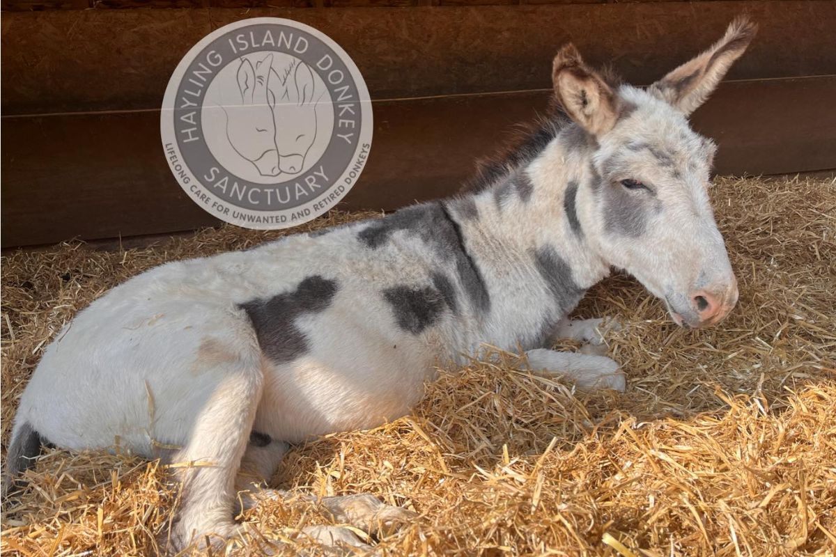 Hayling Island Donkey Sanctuary volunteers 'absolutely heartbroken' as ...