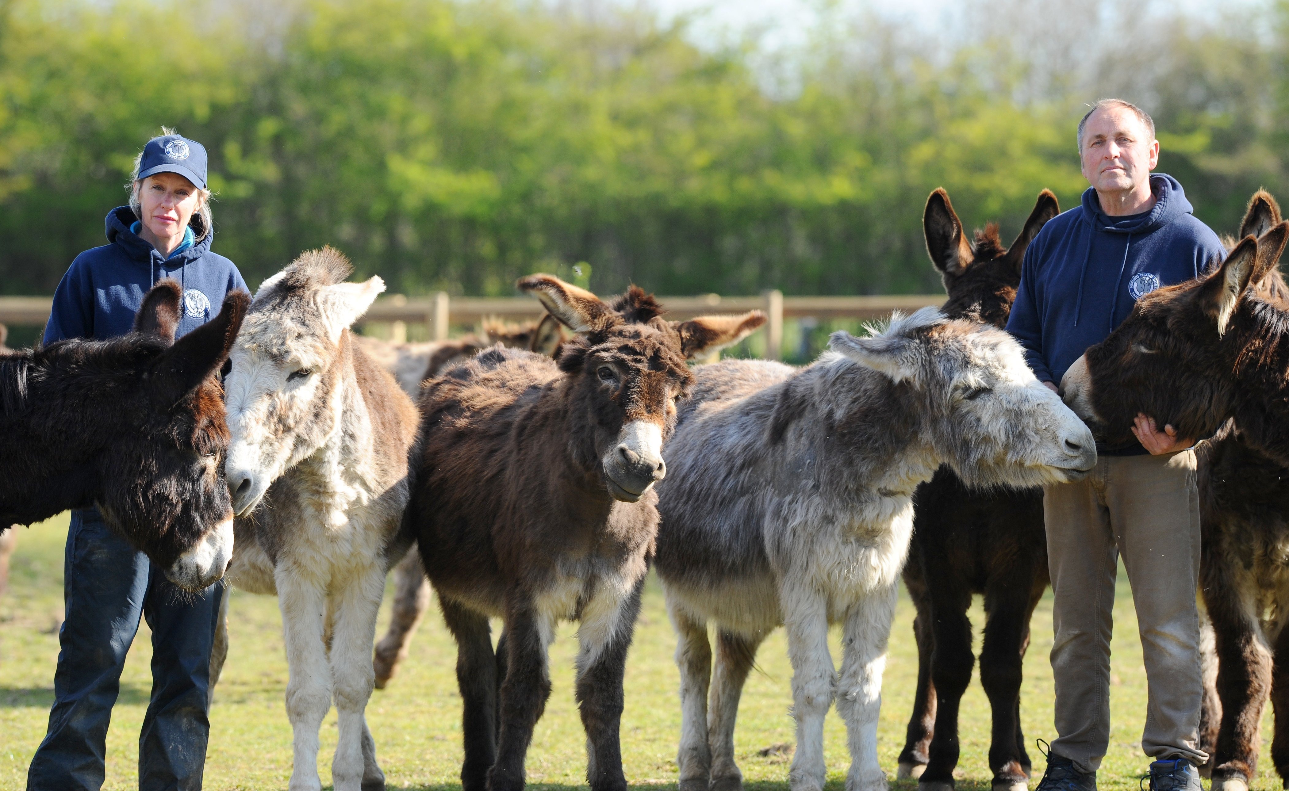 Hayling Island Donkey Sanctuary volunteers 'absolutely heartbroken' as ...