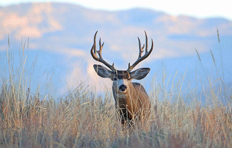 Hunters and anglers can gain access to private land through DWR’s WIA ...