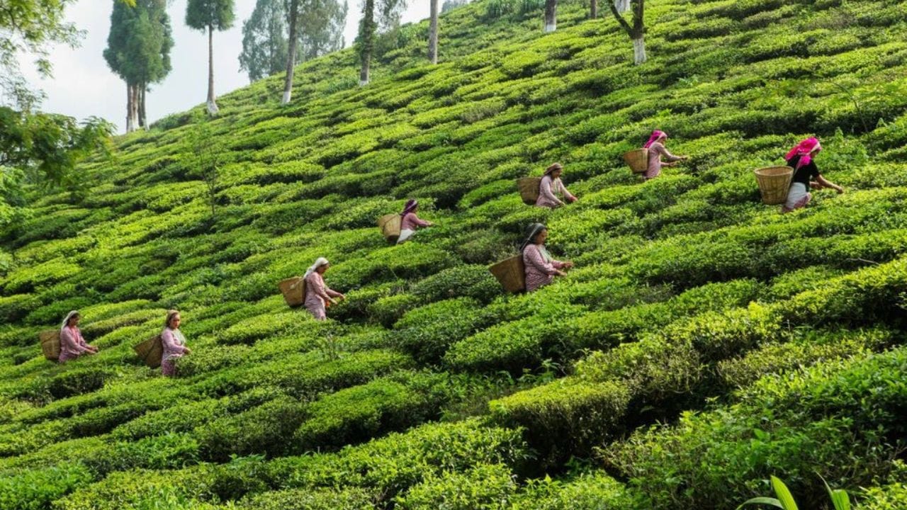 Tea estates of India: Unmissable plantations that redefine serenity and ...