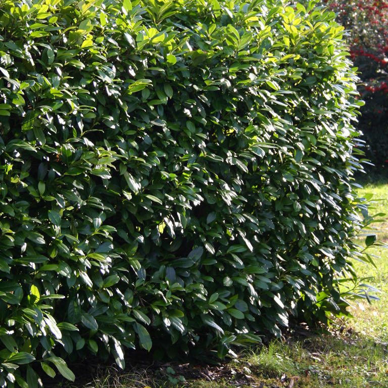 These are the flowering plants to grow for privacy that will provide a ...