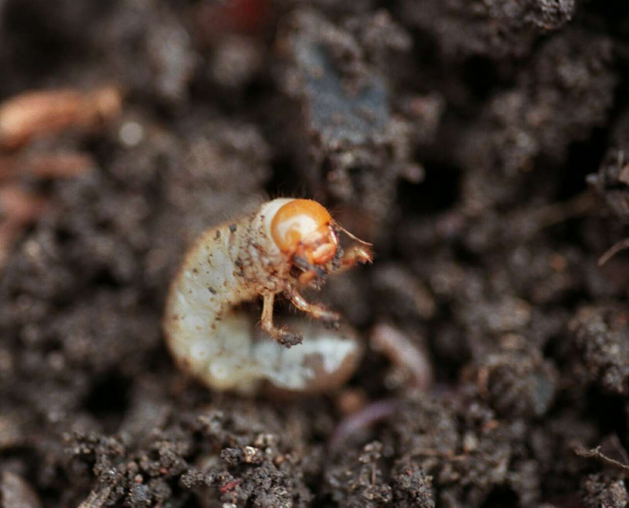 It's finally June, but June bugs have been out for months in Texas ...