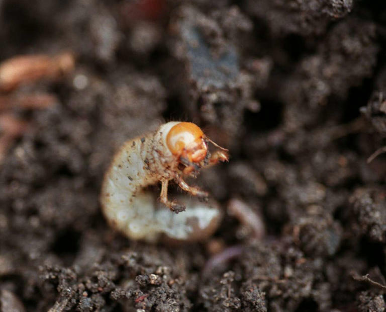How and when to fertilize, seed and fix your lawn this spring