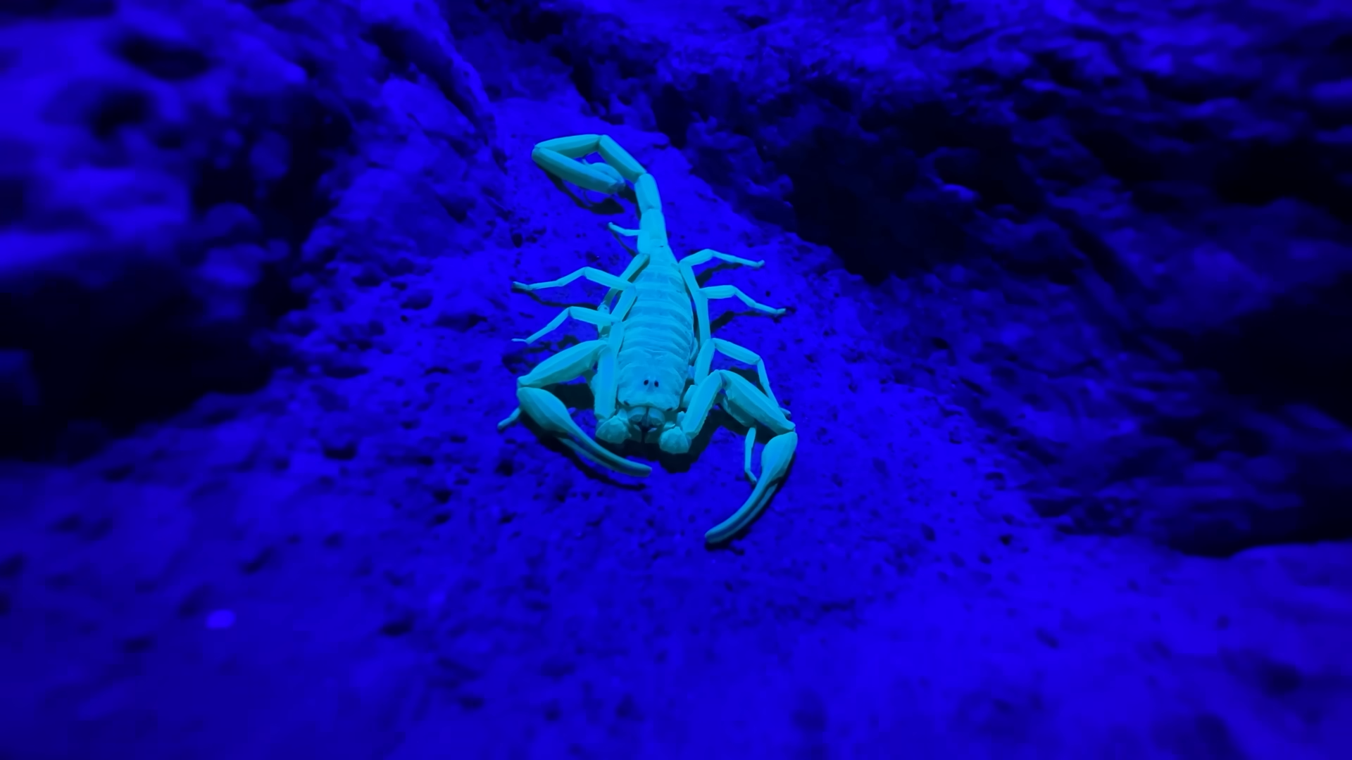 The world’s most venomous insect revealed - the pain is only the beginning