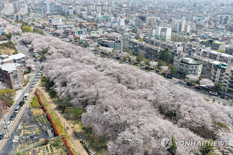 El mayor festival de cerezos de Corea del Sur