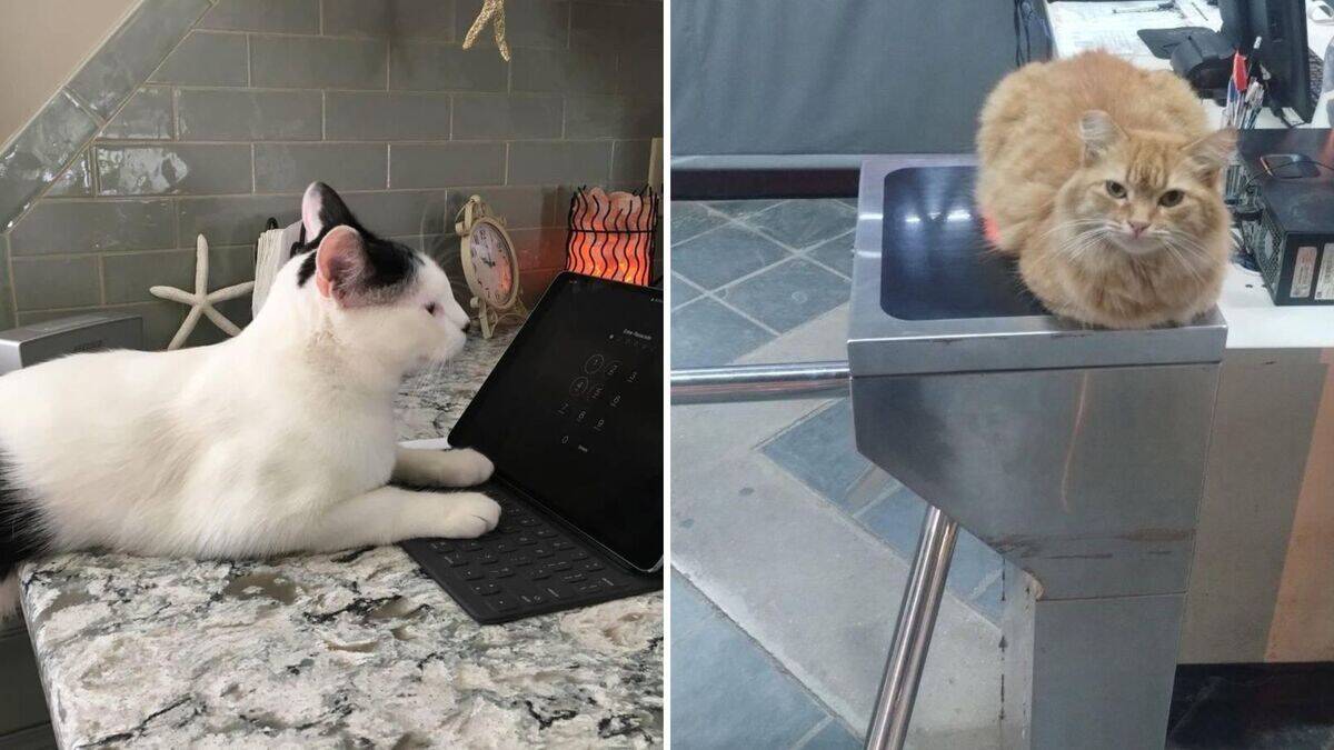 20 photos of career cats who are ready for their first day of work
