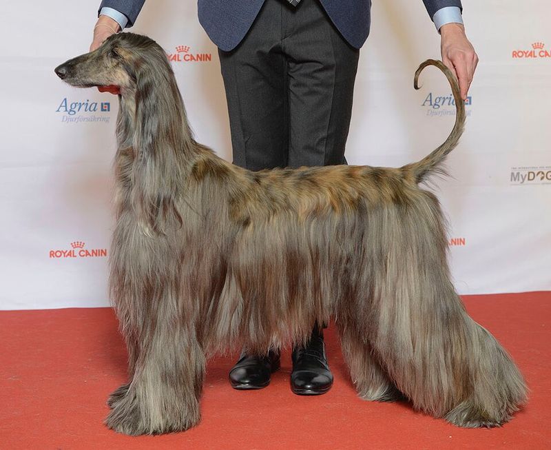 Fewer people are choosing these 15 dog breeds – here's why