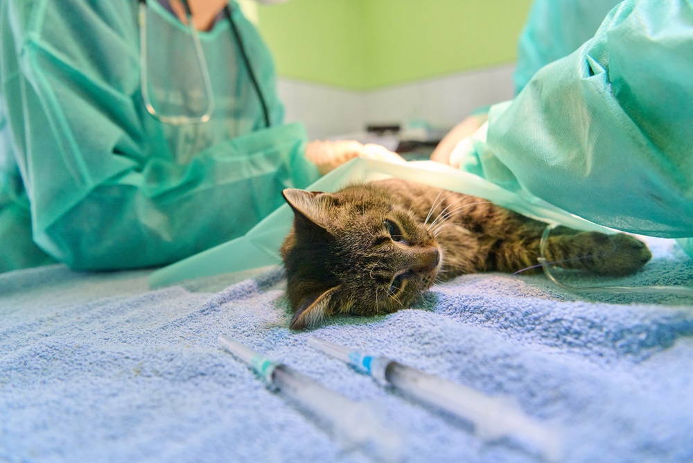 18 jobs for people who like animals that are still hiring in 2026