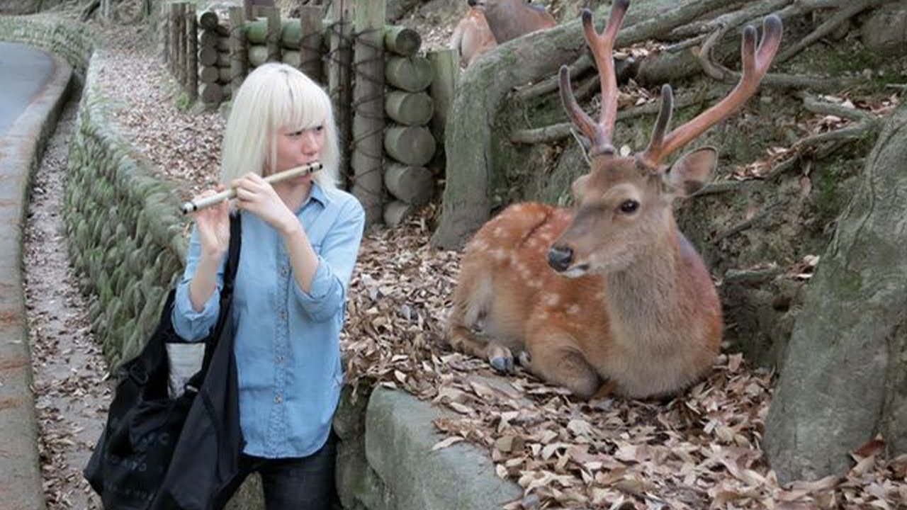 Discover the funniest animals on Earth in this amazing compilation