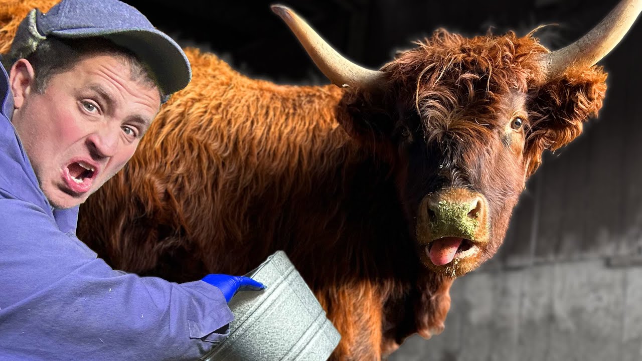 Livestock farmer attempts the difficult task of milking beef cows