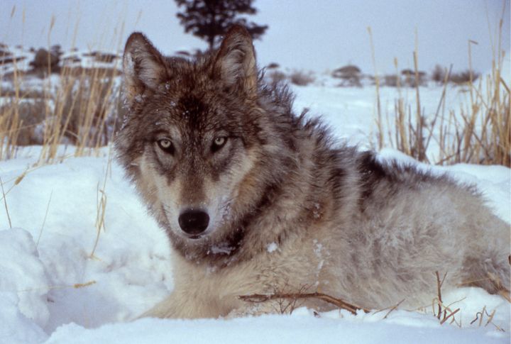 How wolves changed the ecosystem of Yellowstone National Park