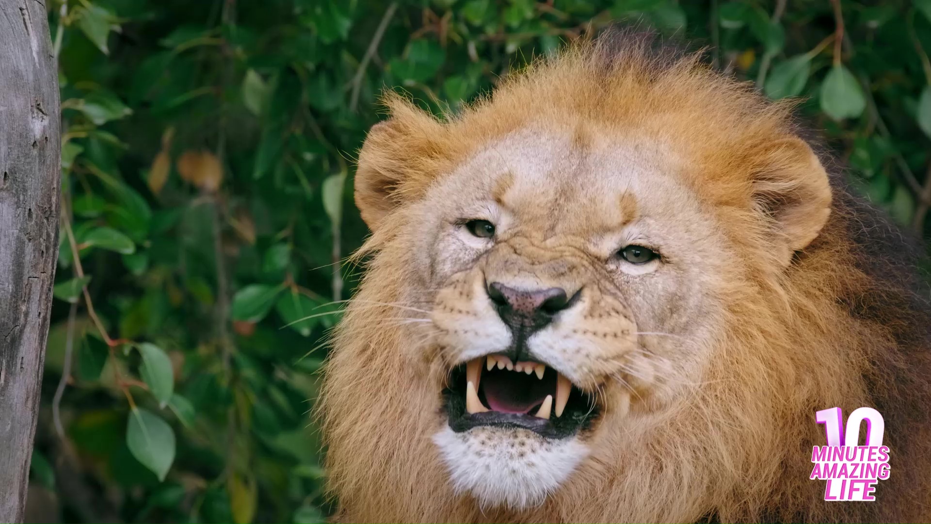 Silent lion guards territory while showing its teeth