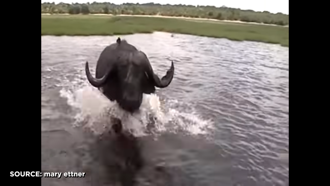 He pulled the trigger on a Cape buffalo - seconds later, the animal ...