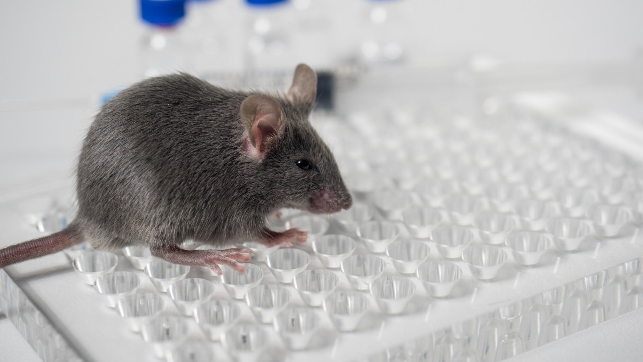 Mouse cloning line collapsed after 58 generations, researchers report