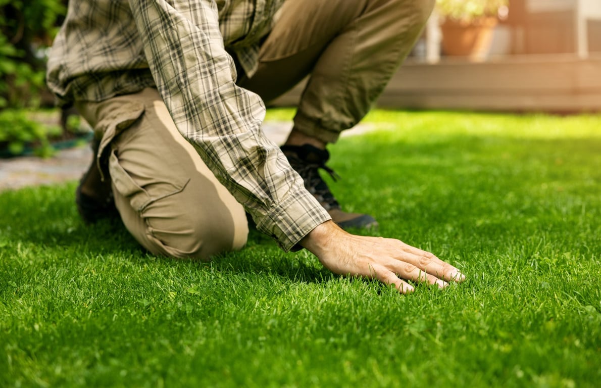 How to get a golf course lawn at home (without spending $50K)