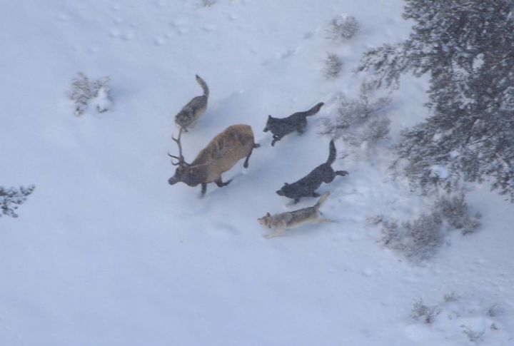 How wolves changed the ecosystem of Yellowstone National Park