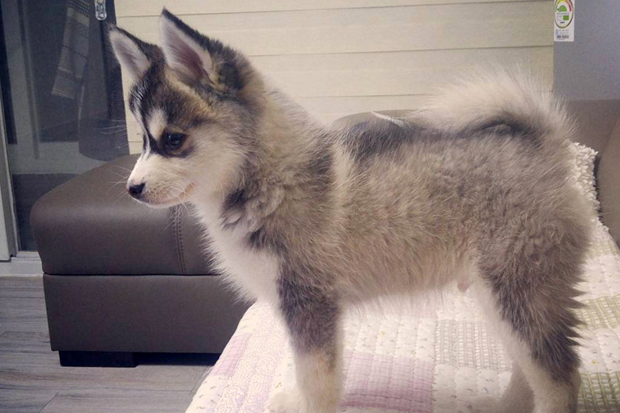 15 designer dog breeds that are almost too cute to handle