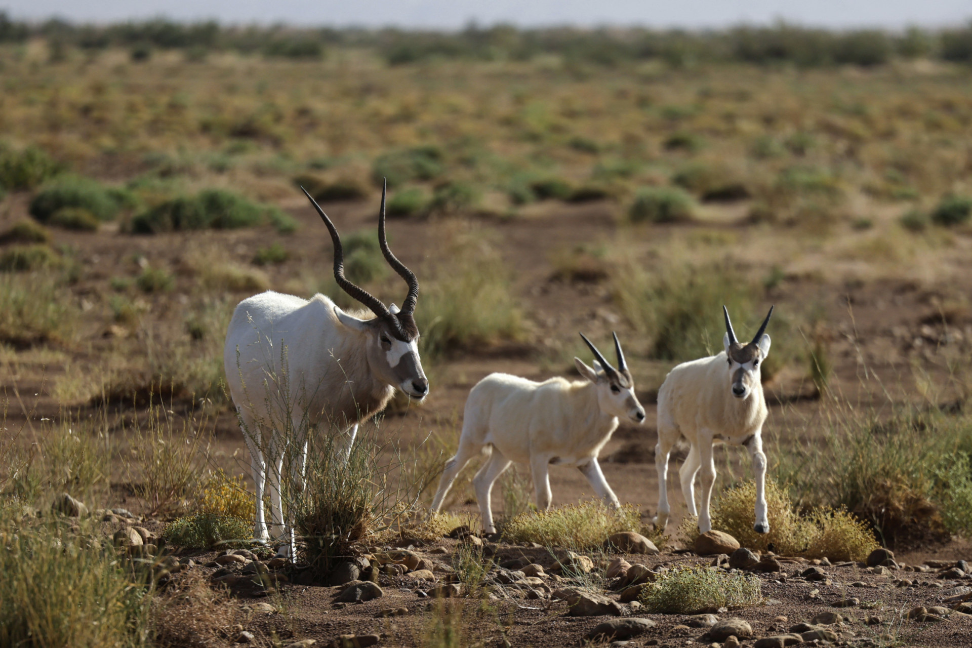 Exotic animals that thrive in the Sahara