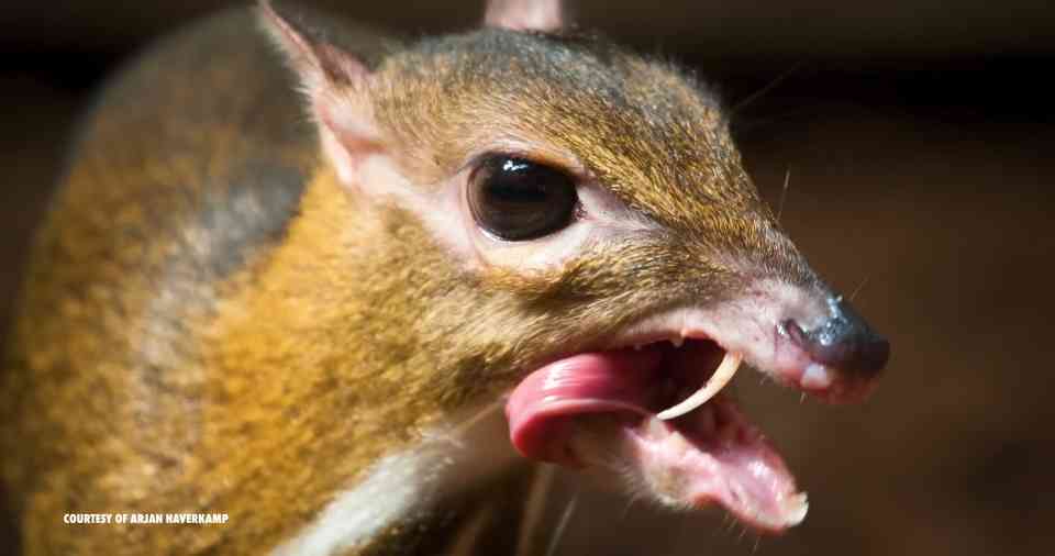 Watch what happens when a 12-inch deer faces a predator up close