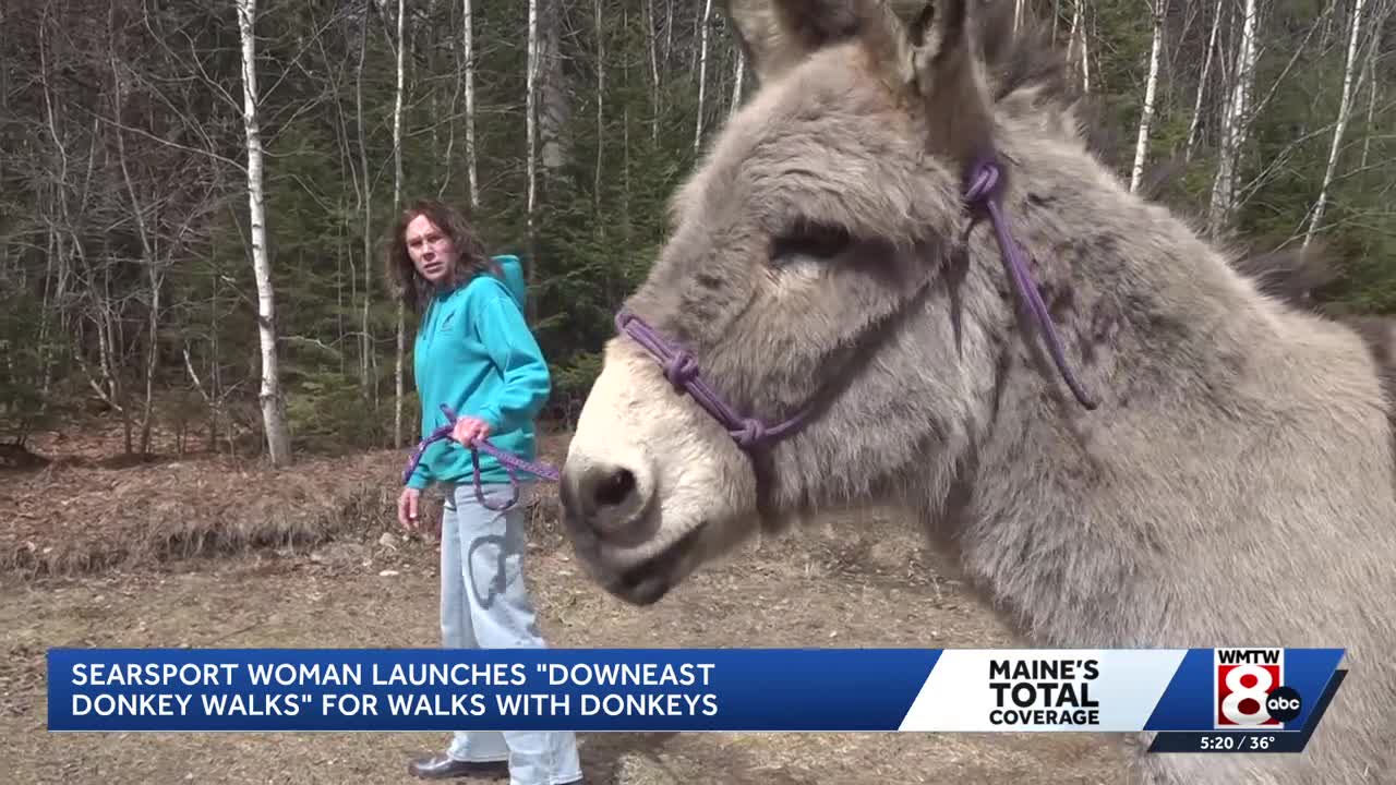 Farm in Searsport offers trail hikes with rescued donkeys