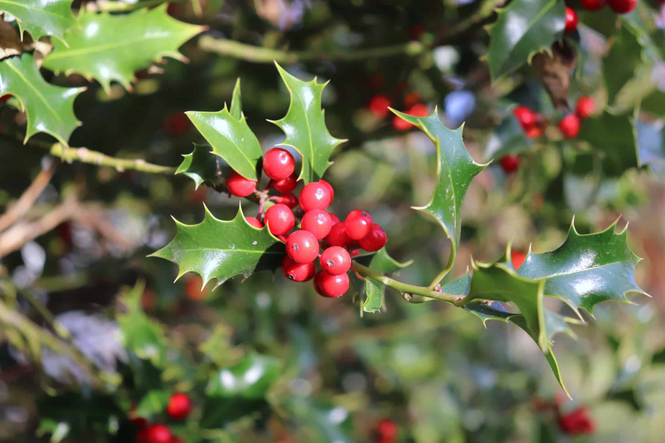 11 toxic berries that can make you seriously sick