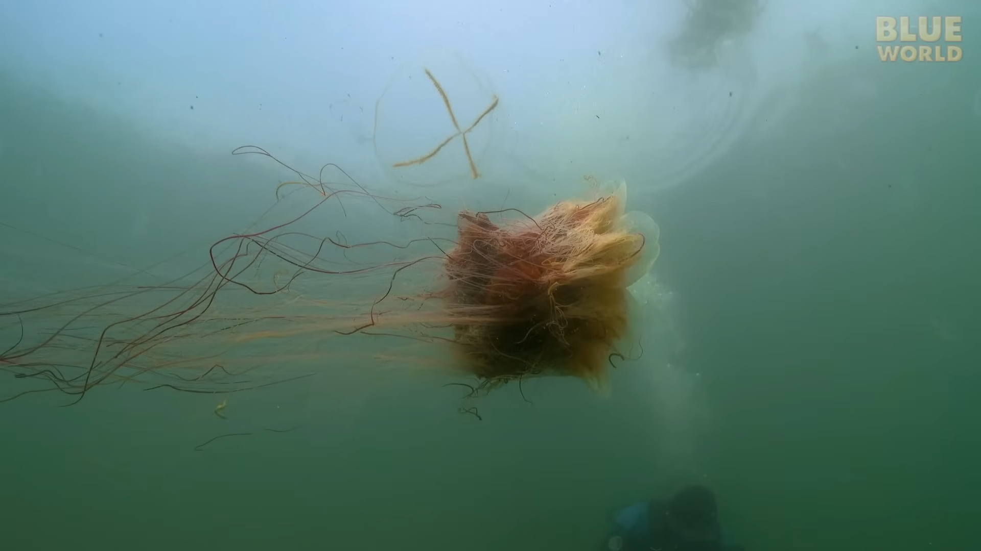 The ocean’s softest creatures that can deliver painful stings