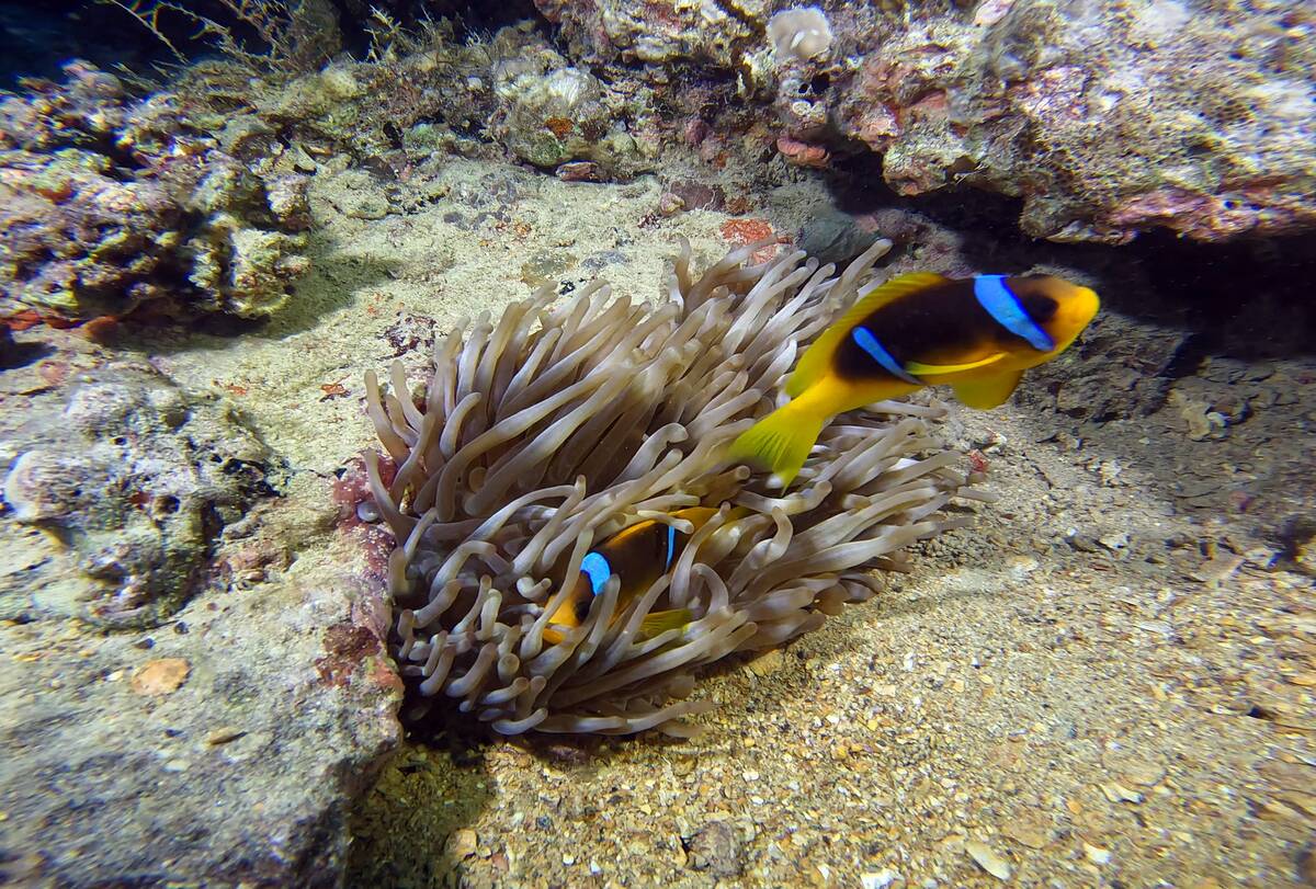 Things you didn't know about the ocean
