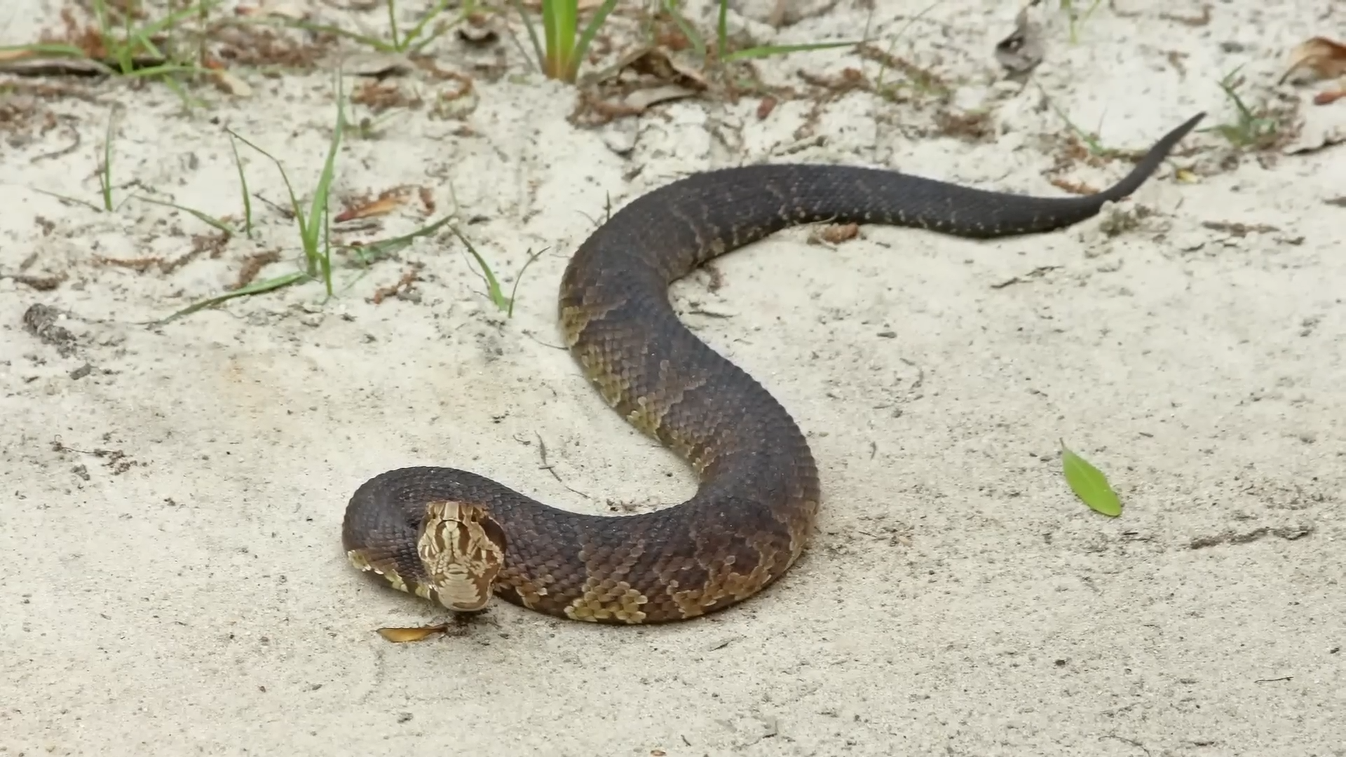 Watch what the deadliest snake in the US does to its prey