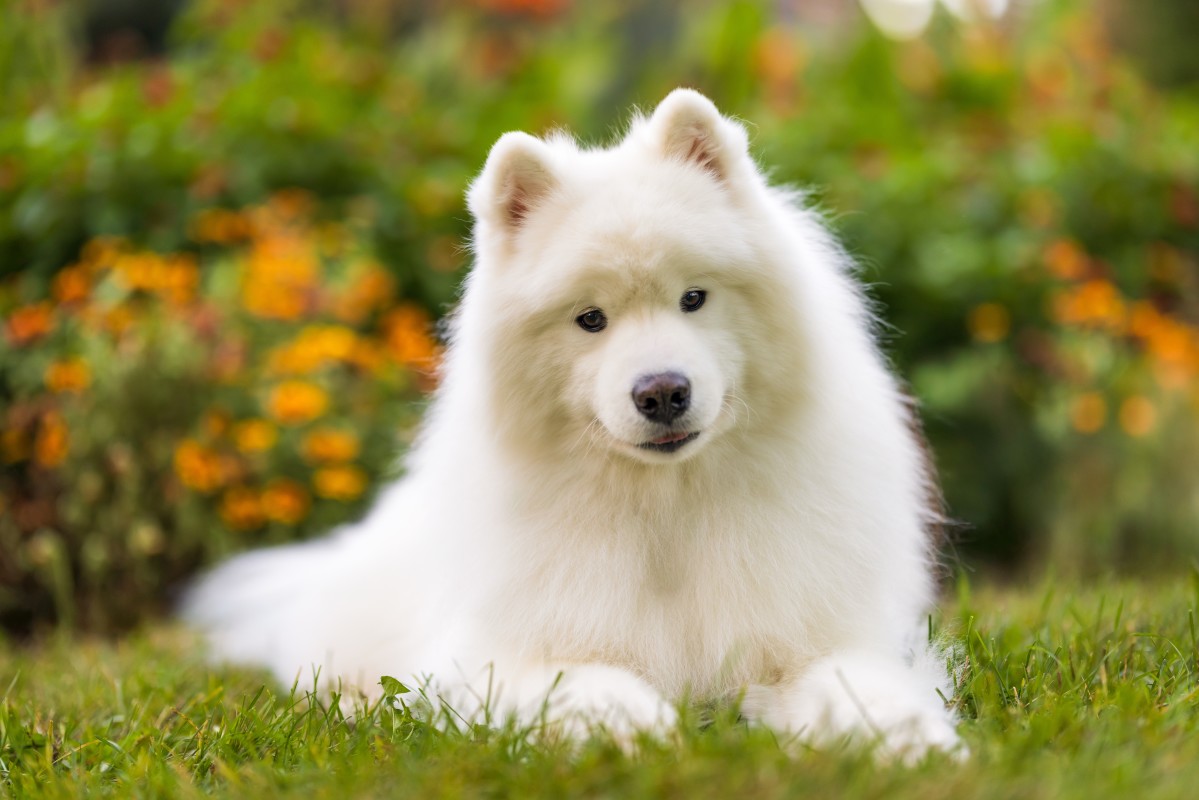 Samoyed meets baby on NYC street and immediately gives him 'shake'