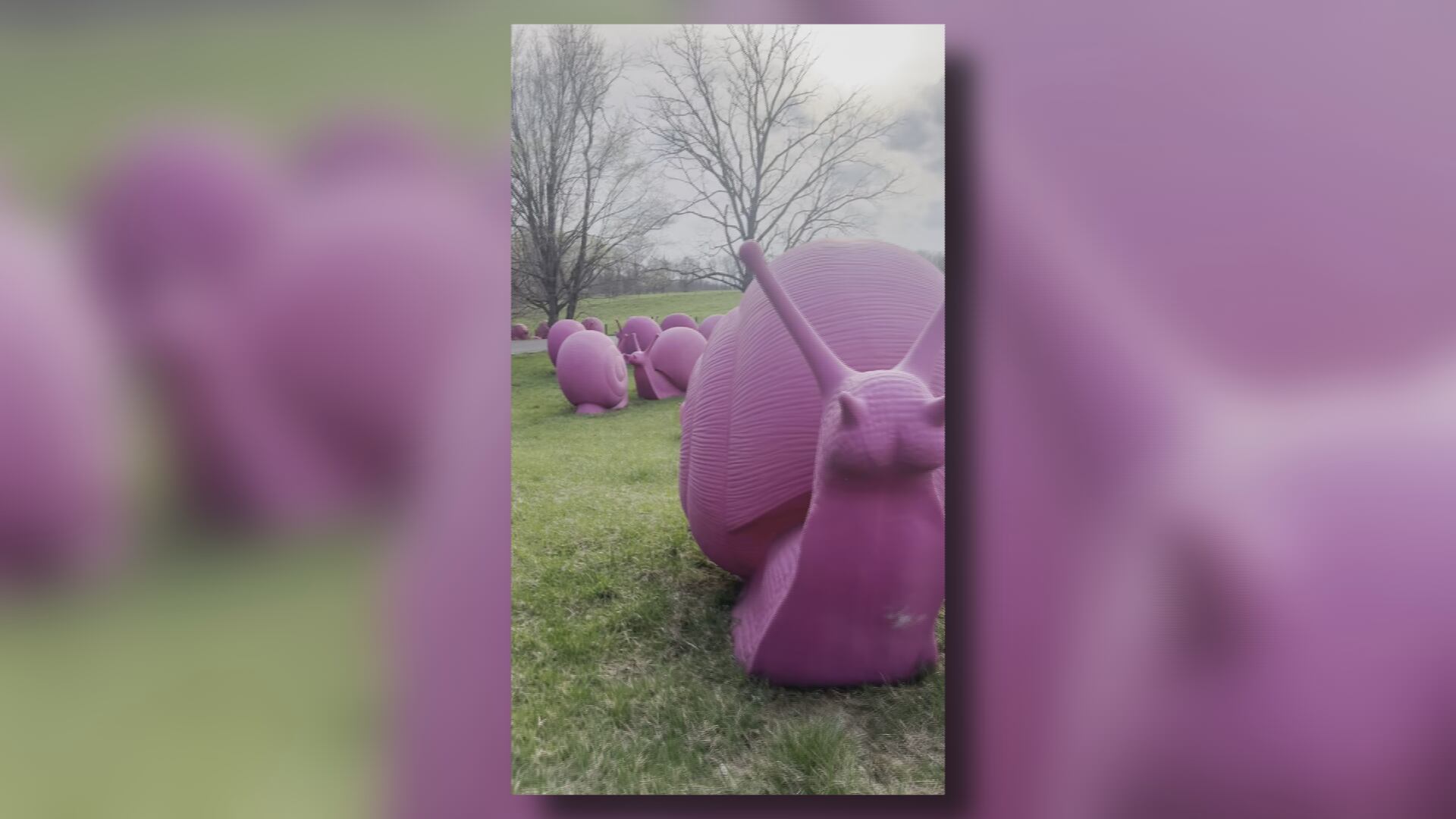Be on the lookout for gigantic pink snails