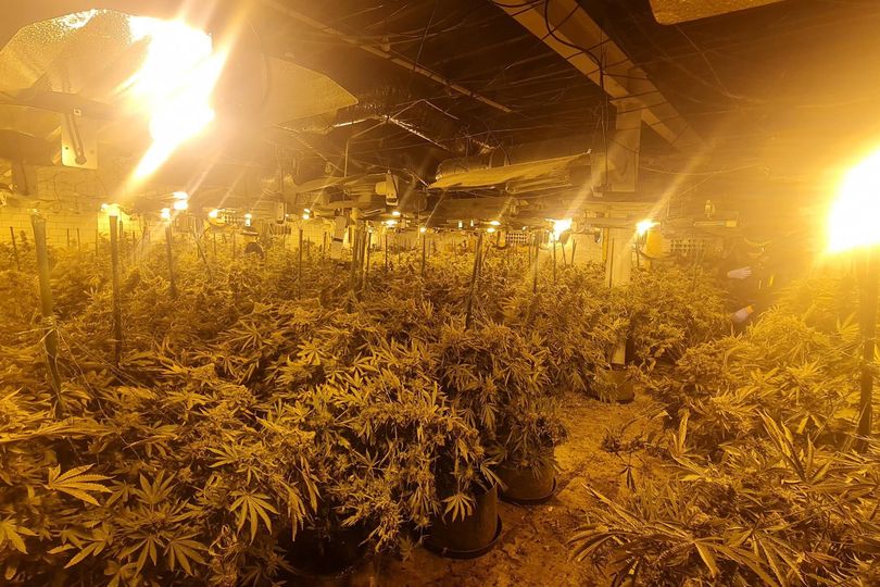 Moment police chase drug gang through cannabis farm inside Kitchen ...
