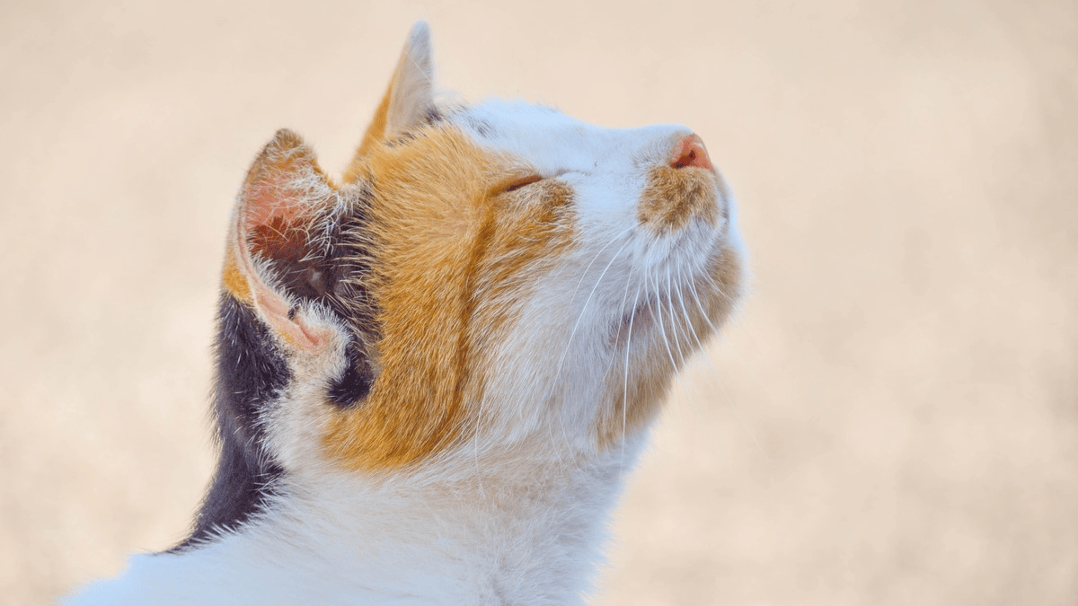 5 interesting things your cat thinks about every time you feed him