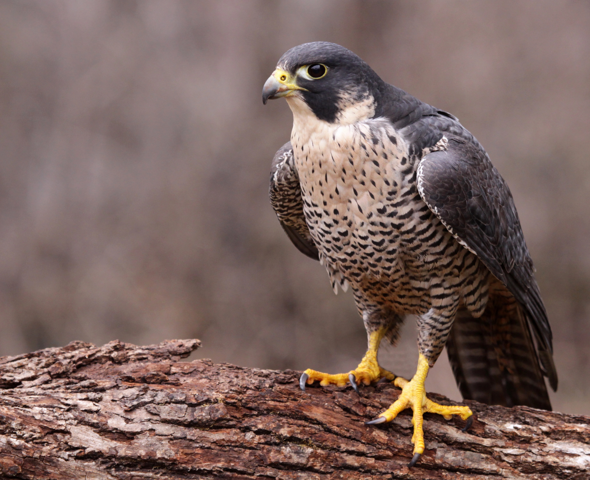 17 fastest birds of prey hunting in the wild
