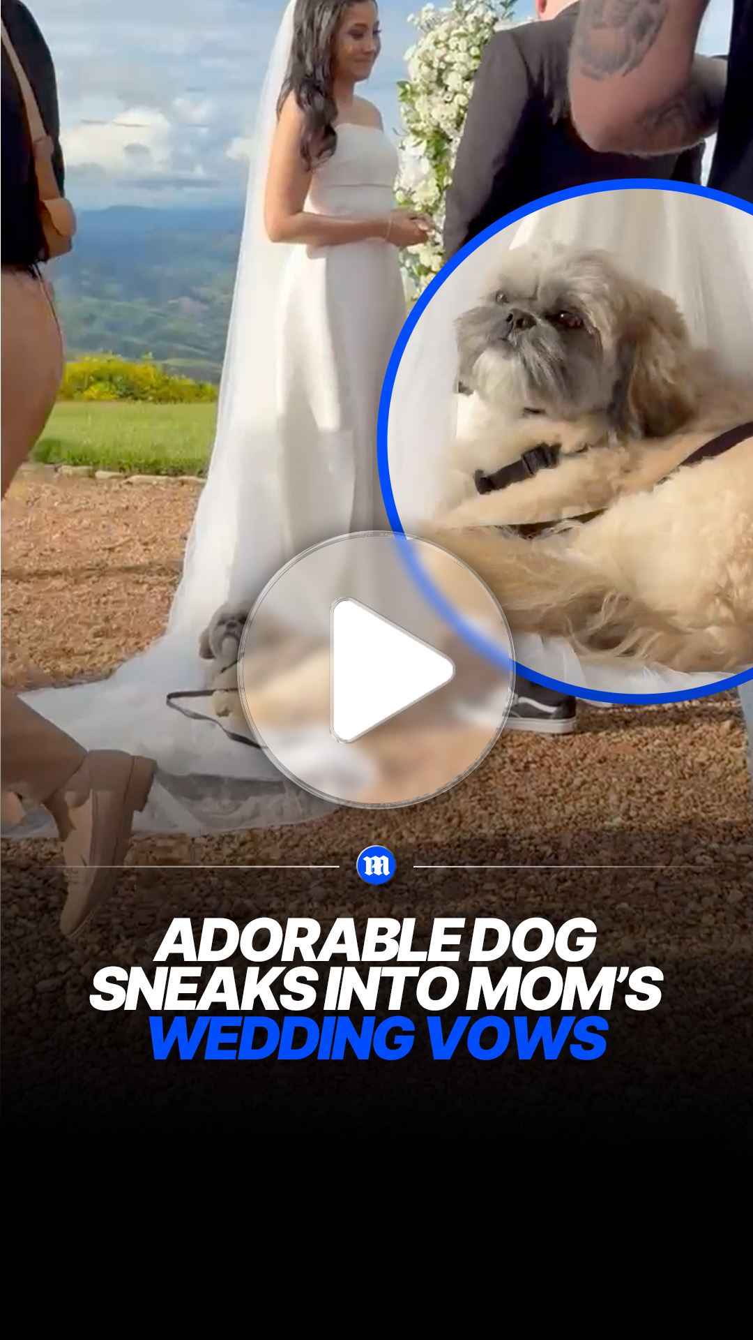 Dog steals the spotlight by sitting on bride’s dress at wedding