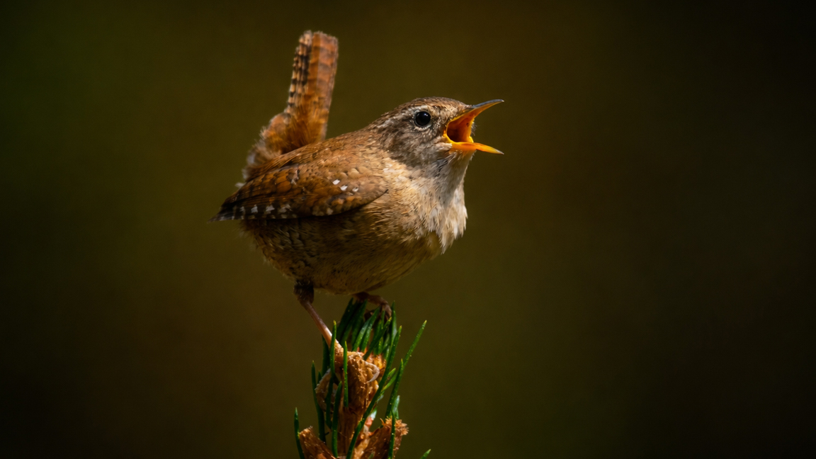 Un pajarito canta fuerte desde la punta de una rama